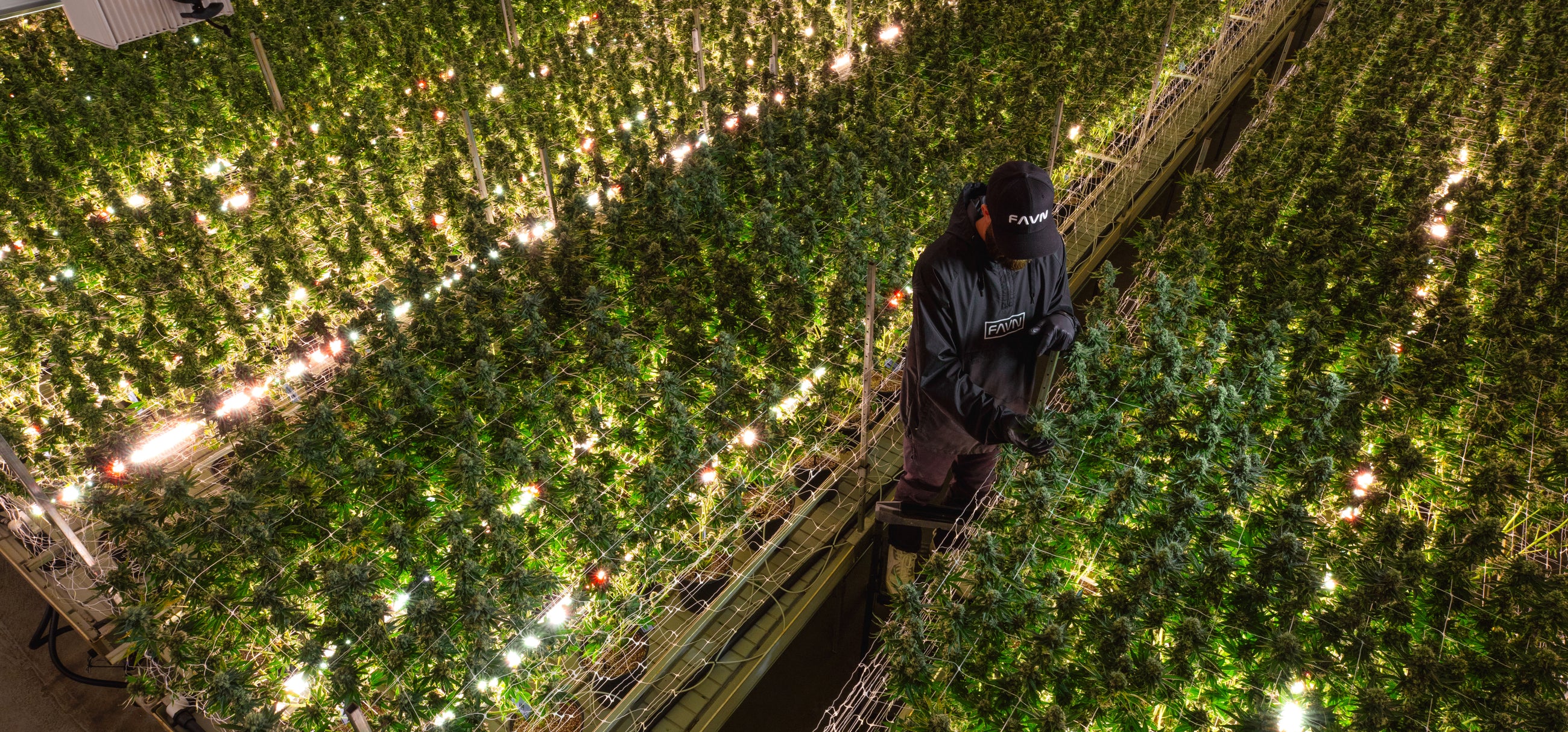 About Faven Lighting