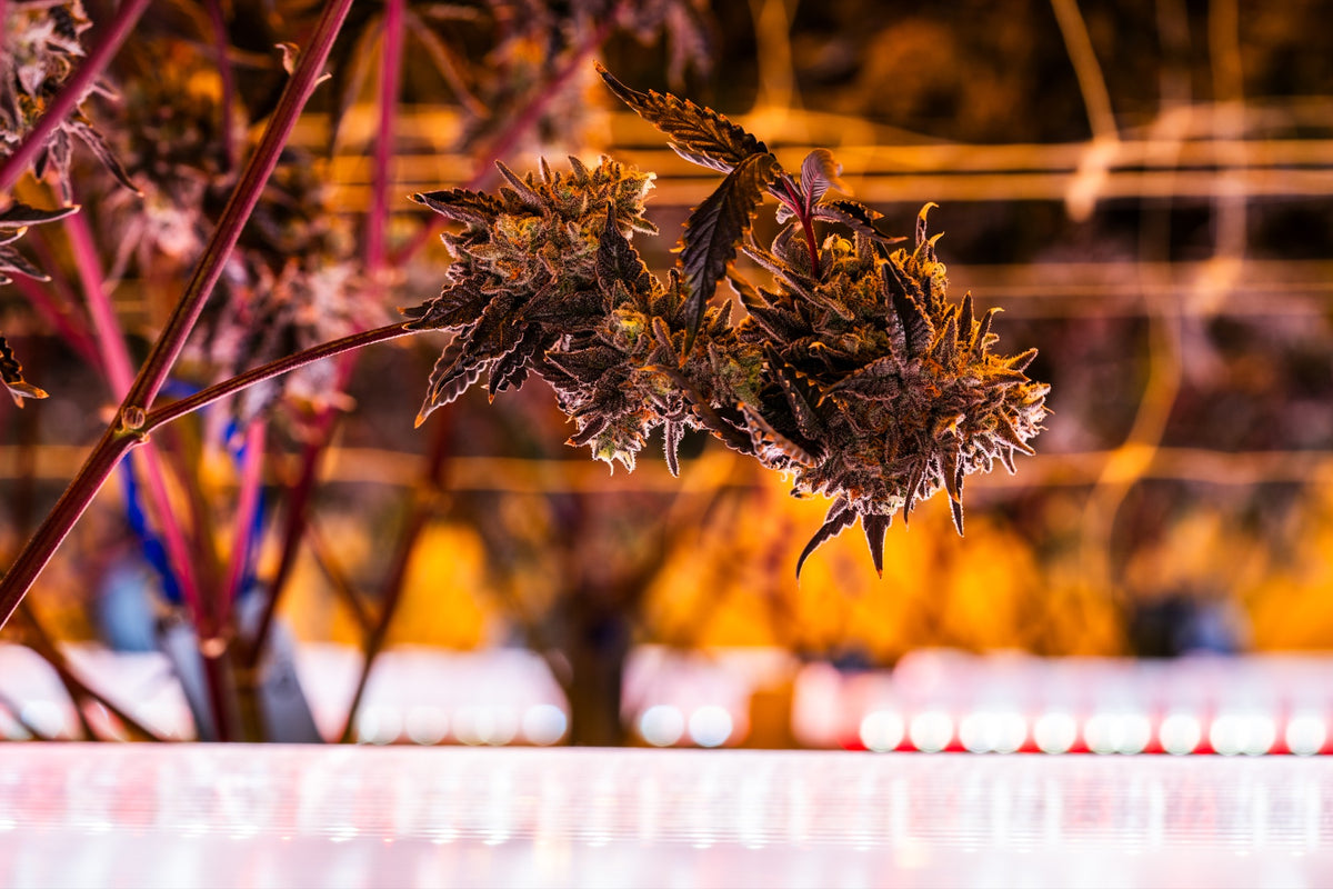 Faven Lighting | LED Under Canopy Lights