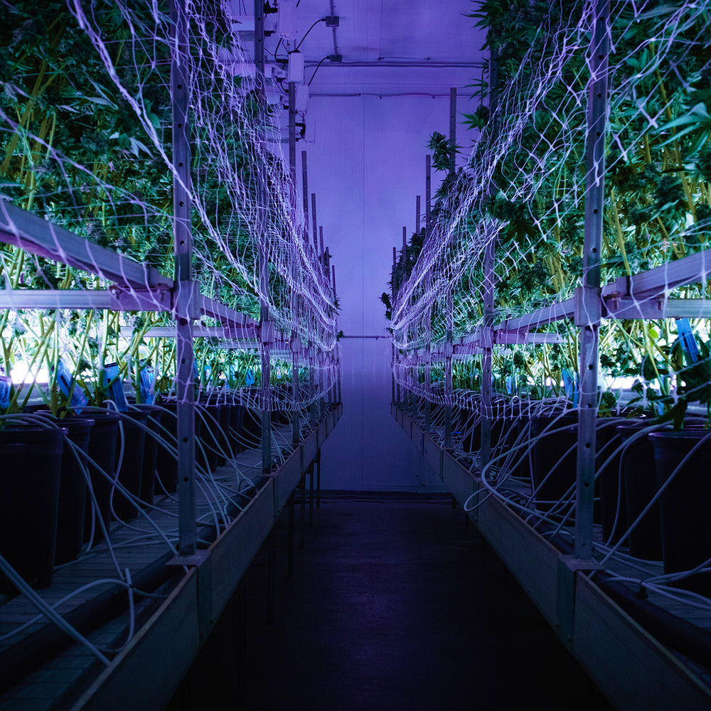 About Faven Lighting